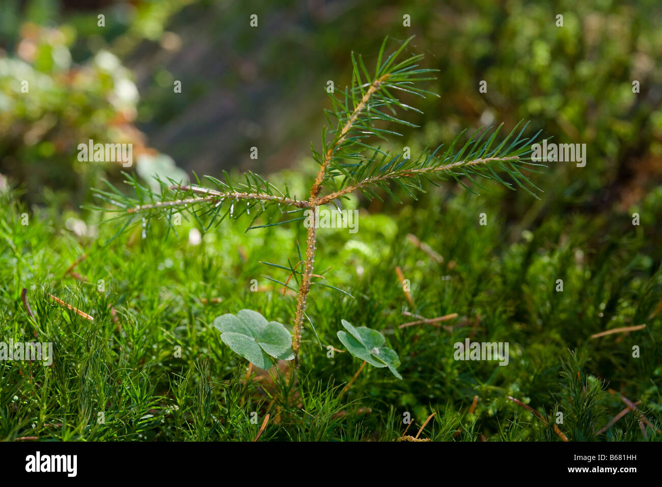 Spruce sapling hi-res stock photography and images - Alamy