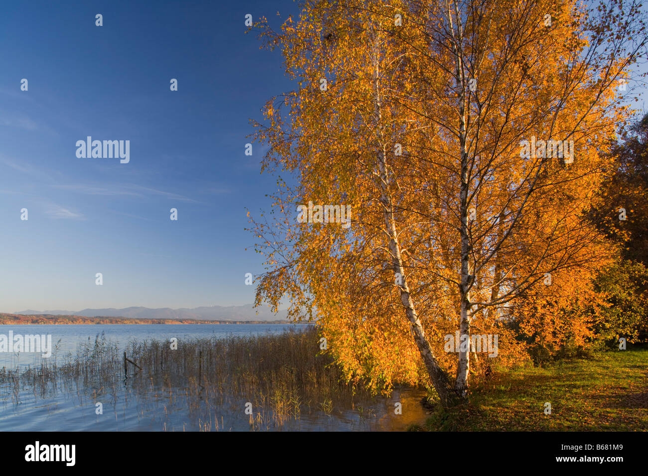 Park Bernried and lake Starnberg in Autumn, Bernried, Upper Bavaria ...