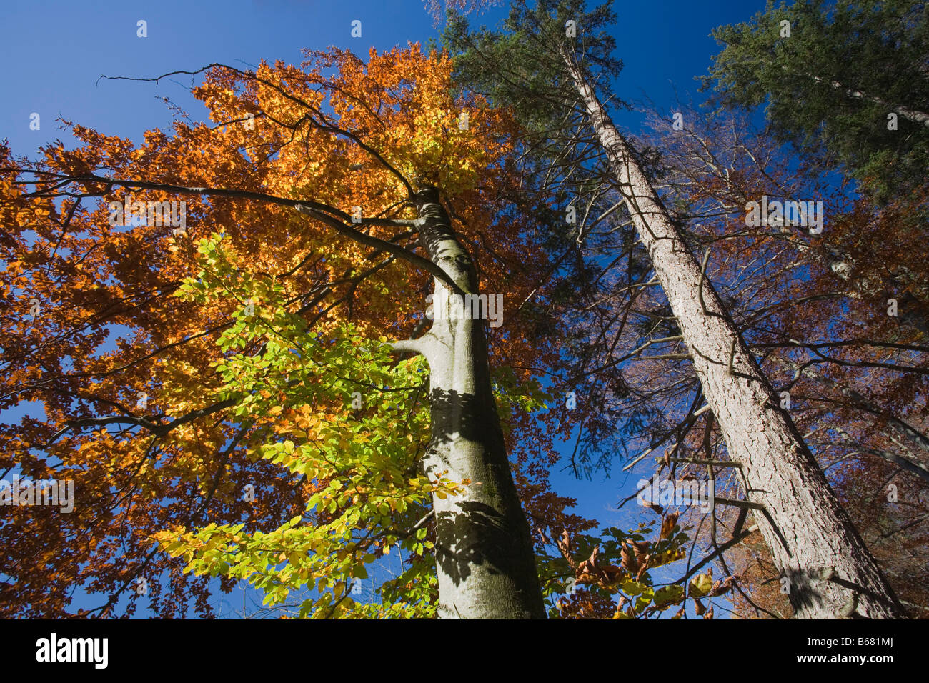 Beech and pine tree in Autumn colours, at Lake Haarsee, near Weilheim ...