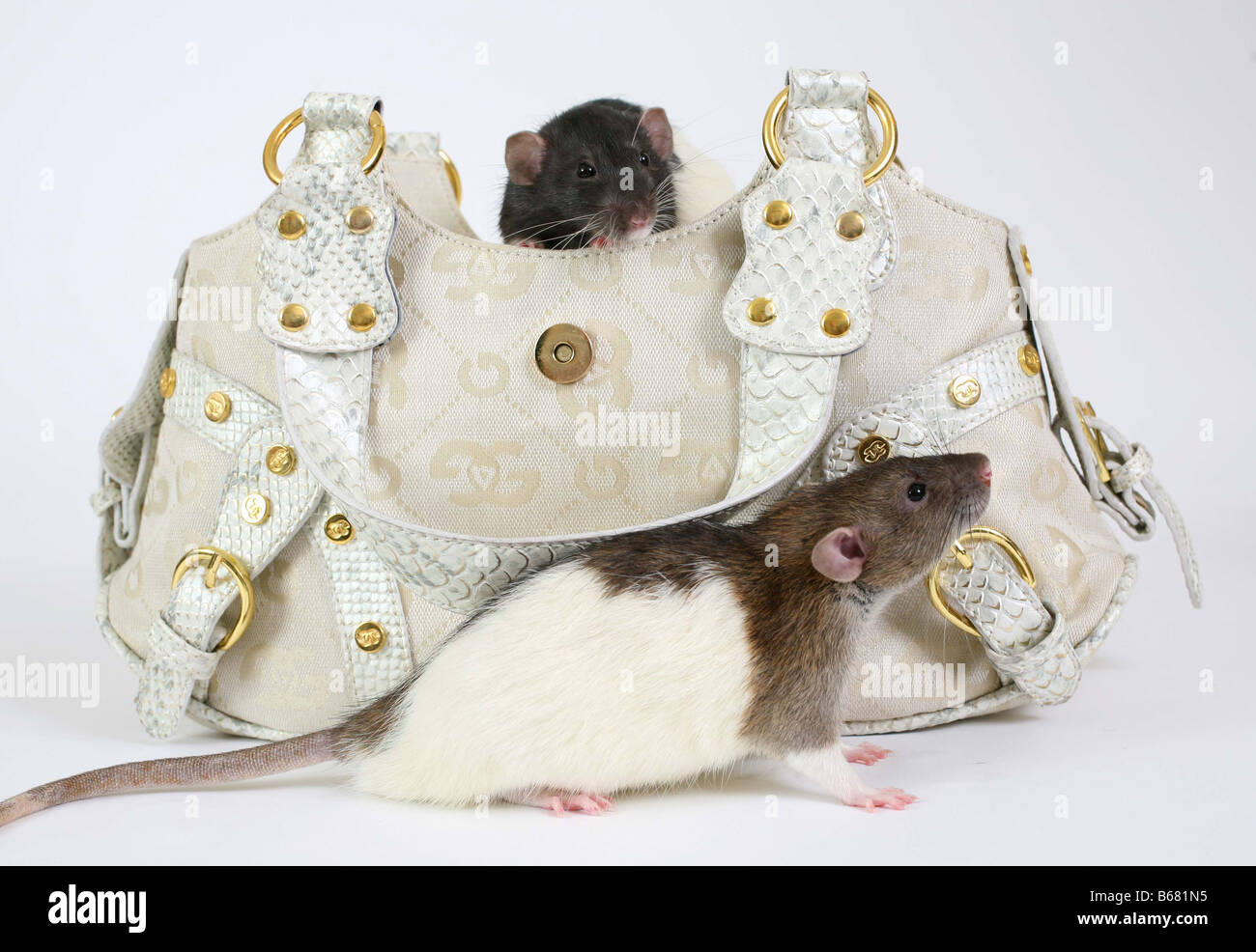 Bag of rats hi-res stock photography and images - Alamy