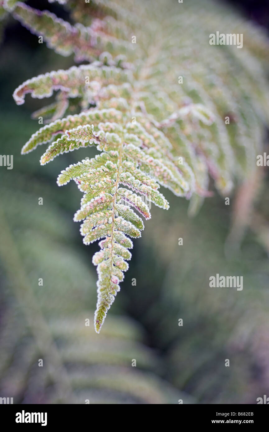 frost covered fern Stock Photo - Alamy