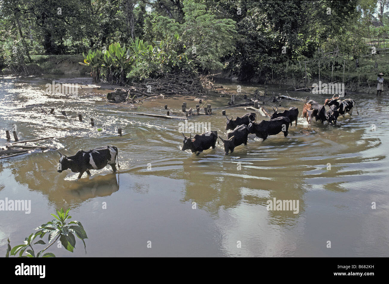 Zebu Zebu Bos indicus madagascar agriculture animals Artiodactyla ...
