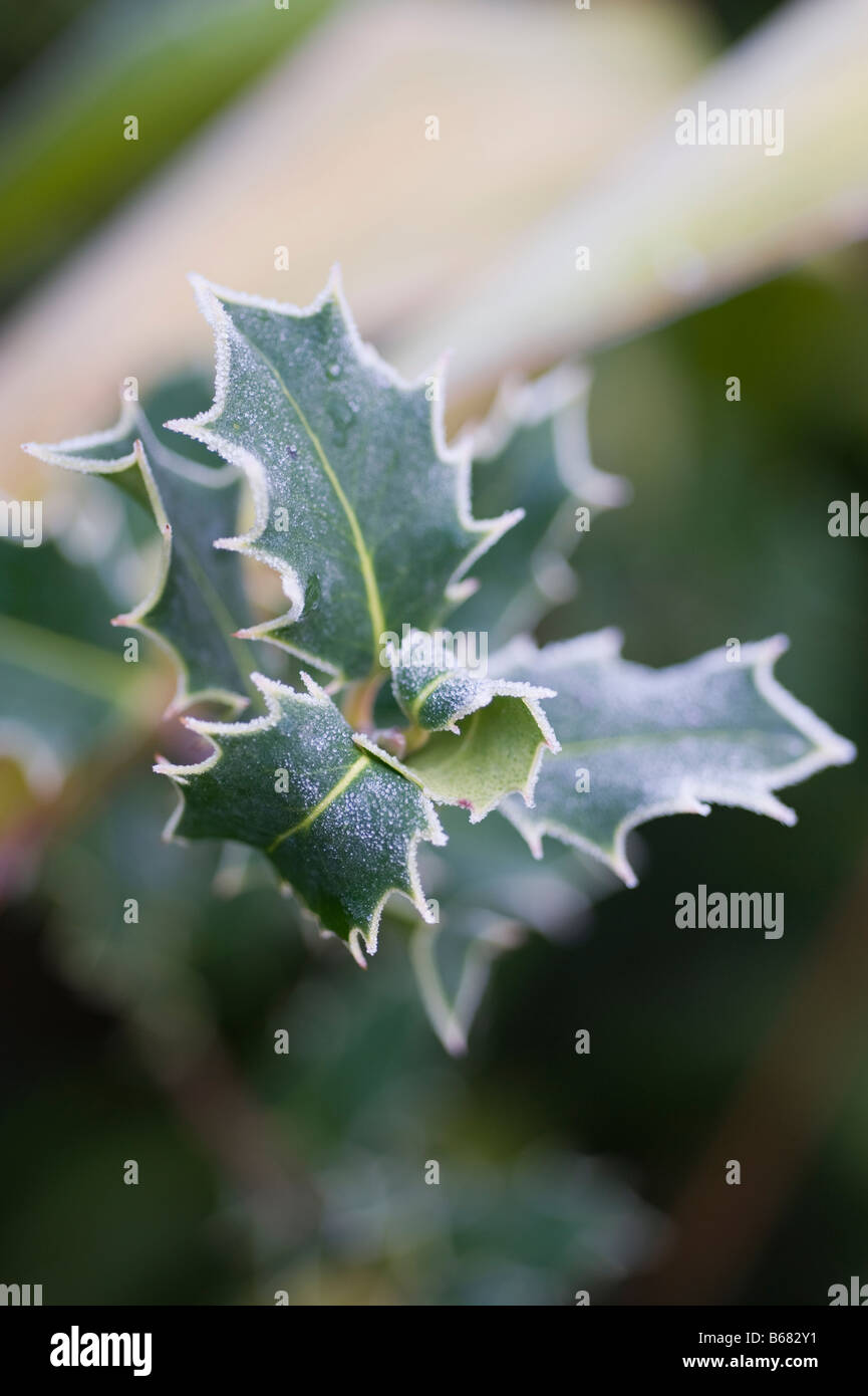 frost covered holly leaves Stock Photo - Alamy