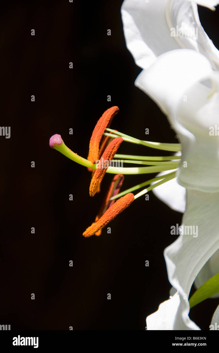 Close-Up of Stargazer Lily Stock Photo - Alamy