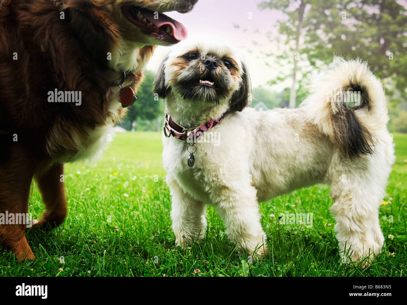Portrait of Dogs Stock Photo - Alamy