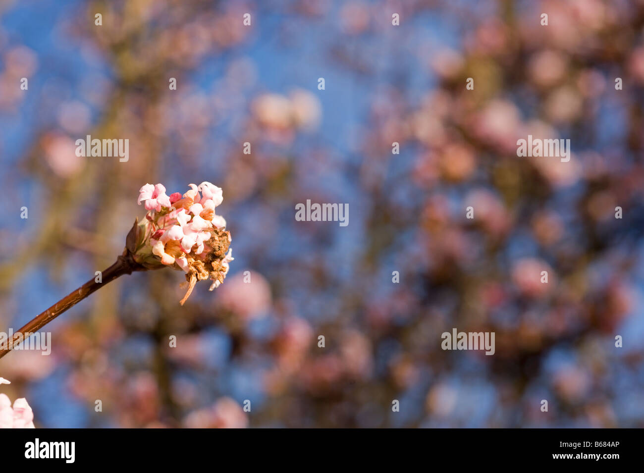 winter flowering Viburnum Fragrans V farreri Stock Photo - Alamy