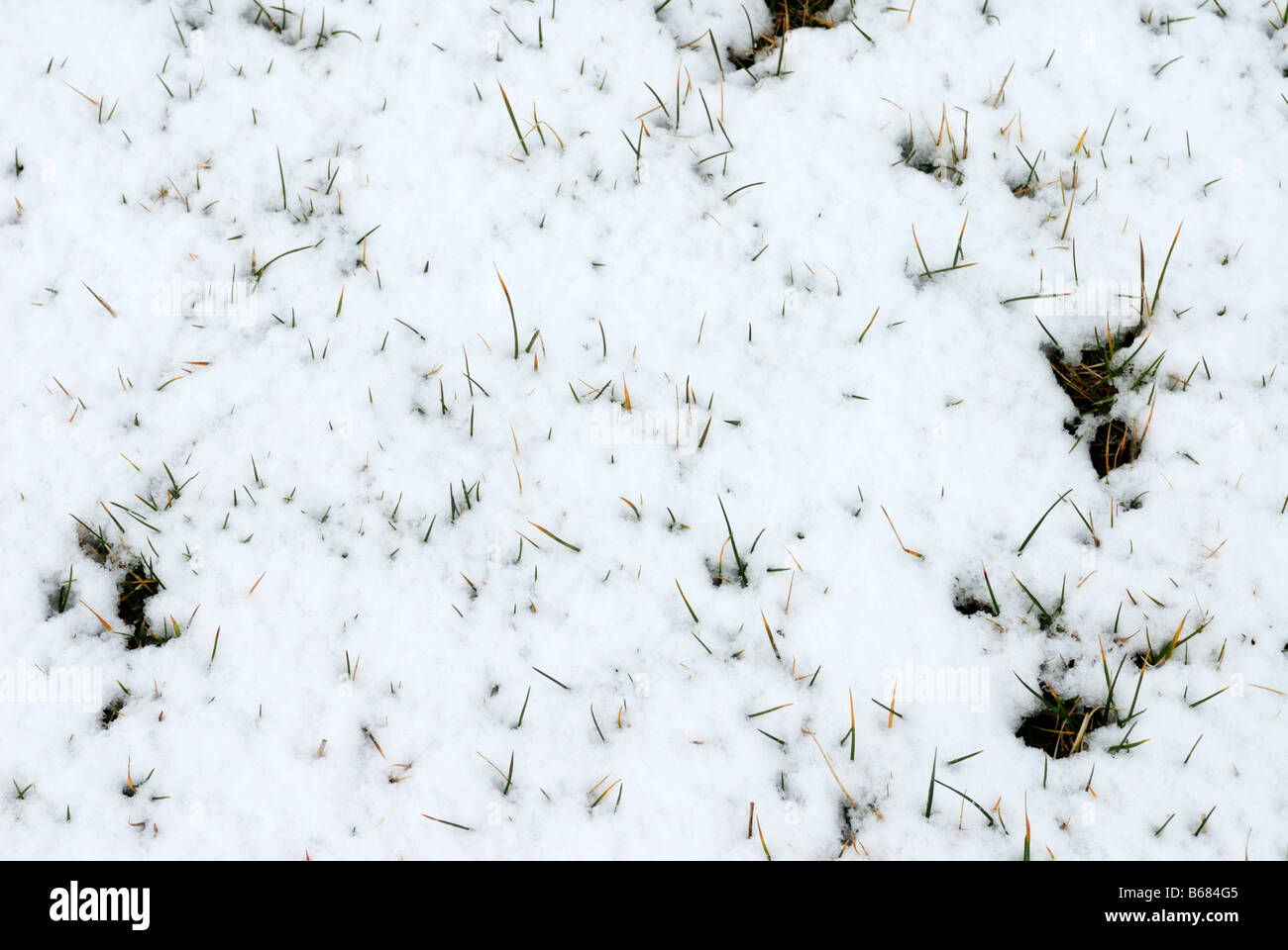 Grass blades with snow hi-res stock photography and images - Alamy