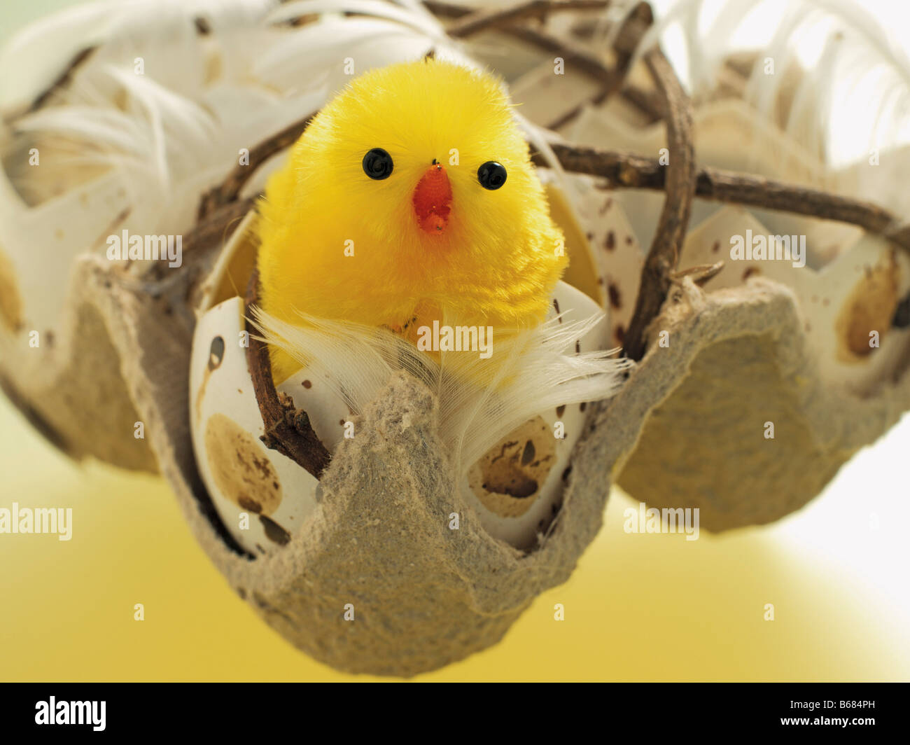 Chick growth hi-res stock photography and images - Alamy