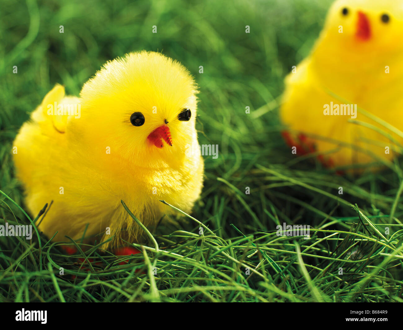 Cute chicks outdoors nobody hi-res stock photography and images - Alamy