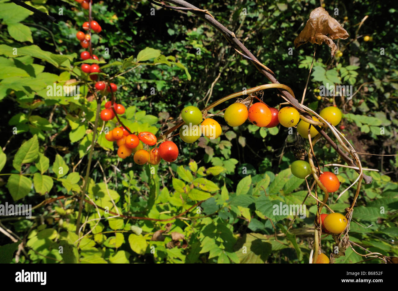 Black Bryony berries Tamus communis Stock Photo - Alamy