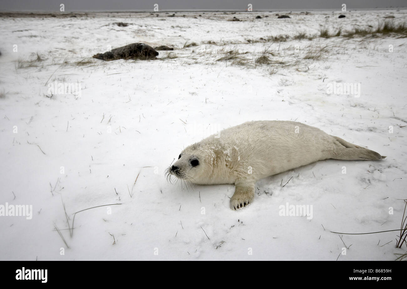 Baby snow seal hi-res stock photography and images - Alamy