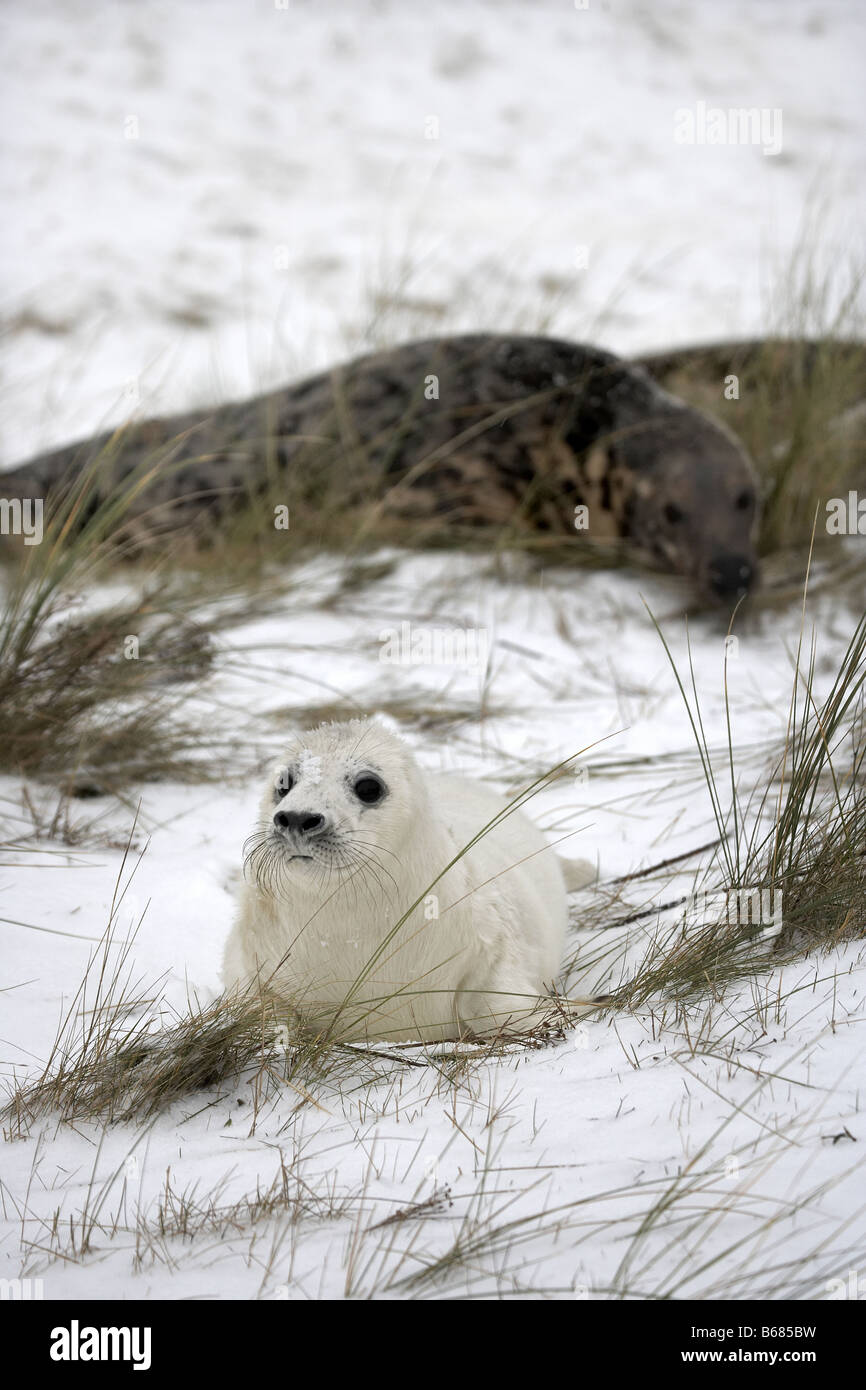 Pup in the snow hi-res stock photography and images - Alamy