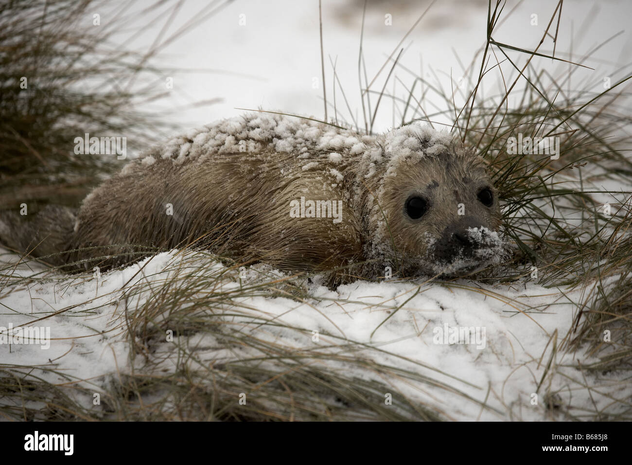 Grey seal pup uk winter hi-res stock photography and images - Alamy