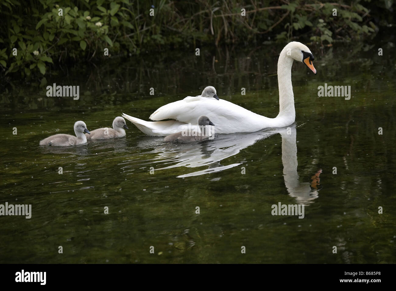 Downy cygnets hi-res stock photography and images - Alamy