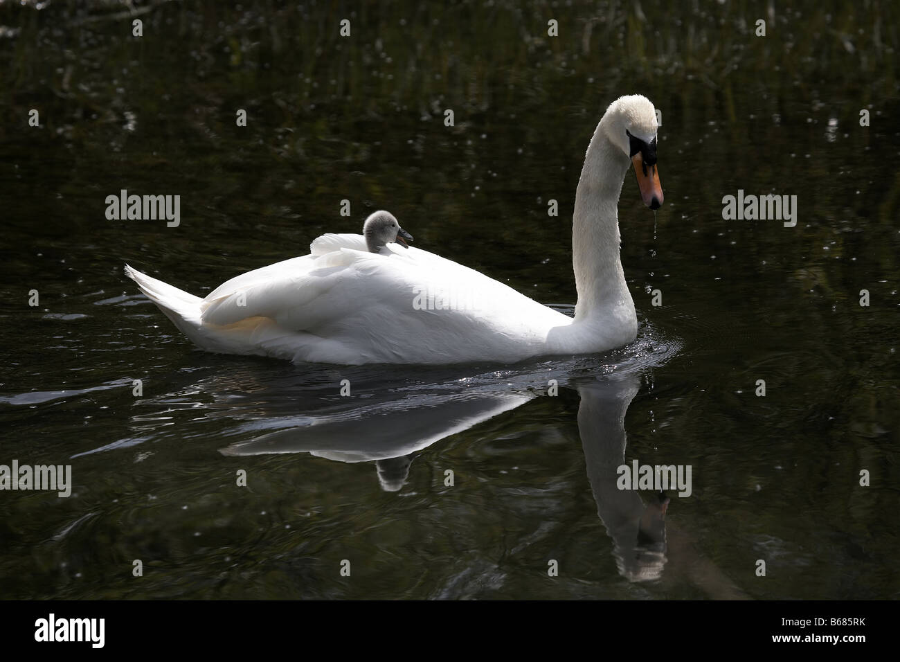 Swan carrying her cygnets hi-res stock photography and images - Alamy