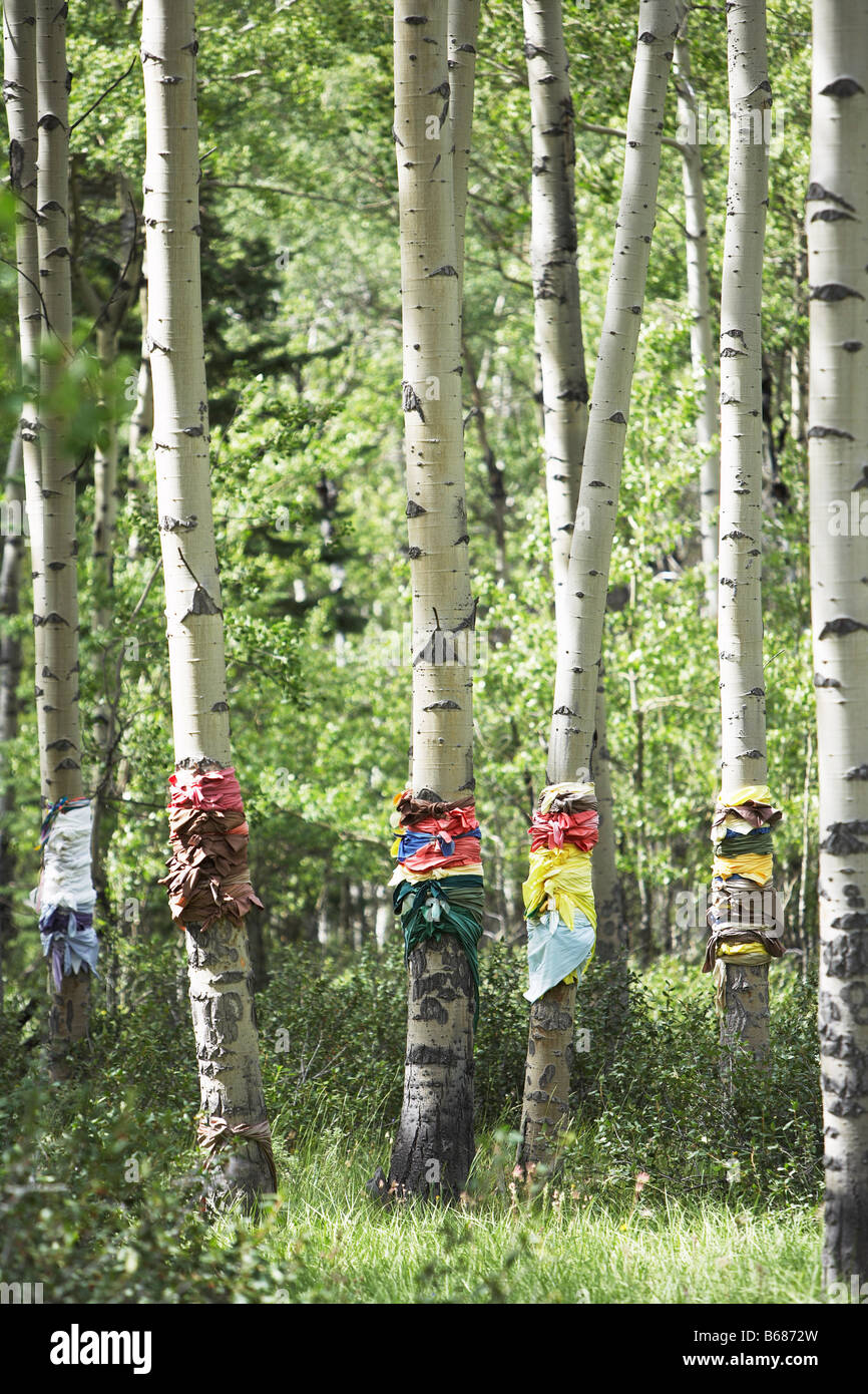 Native american indian marking tree hi-res stock photography and images ...