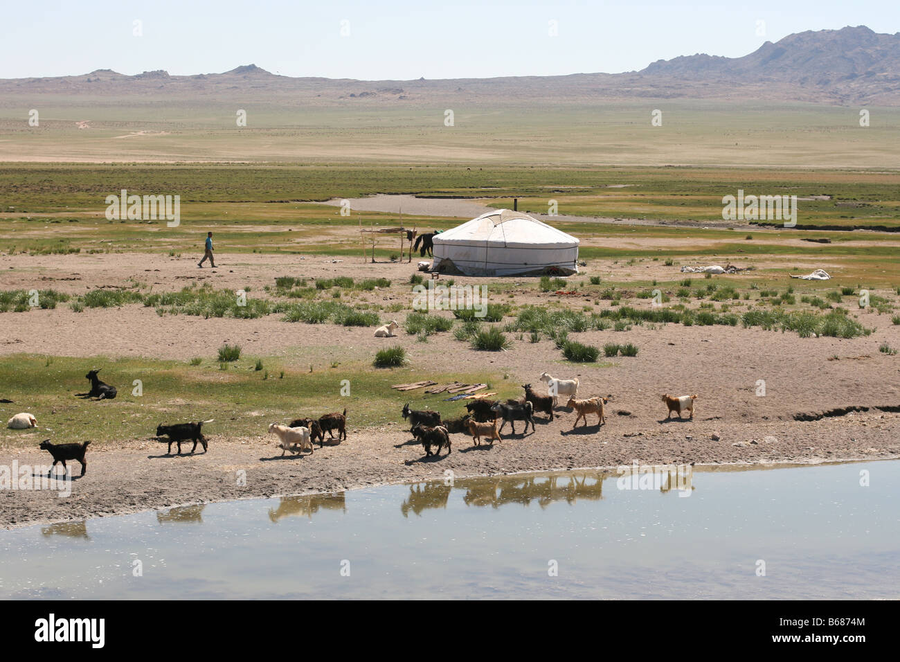 Mongolian yurt animal hi-res stock photography and images - Alamy