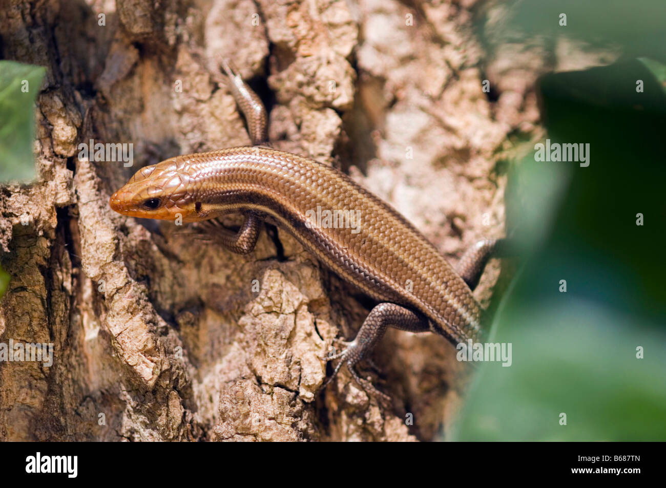 Lizard on a tree Eumeces fasciatus five lined skink Stock Photo - Alamy