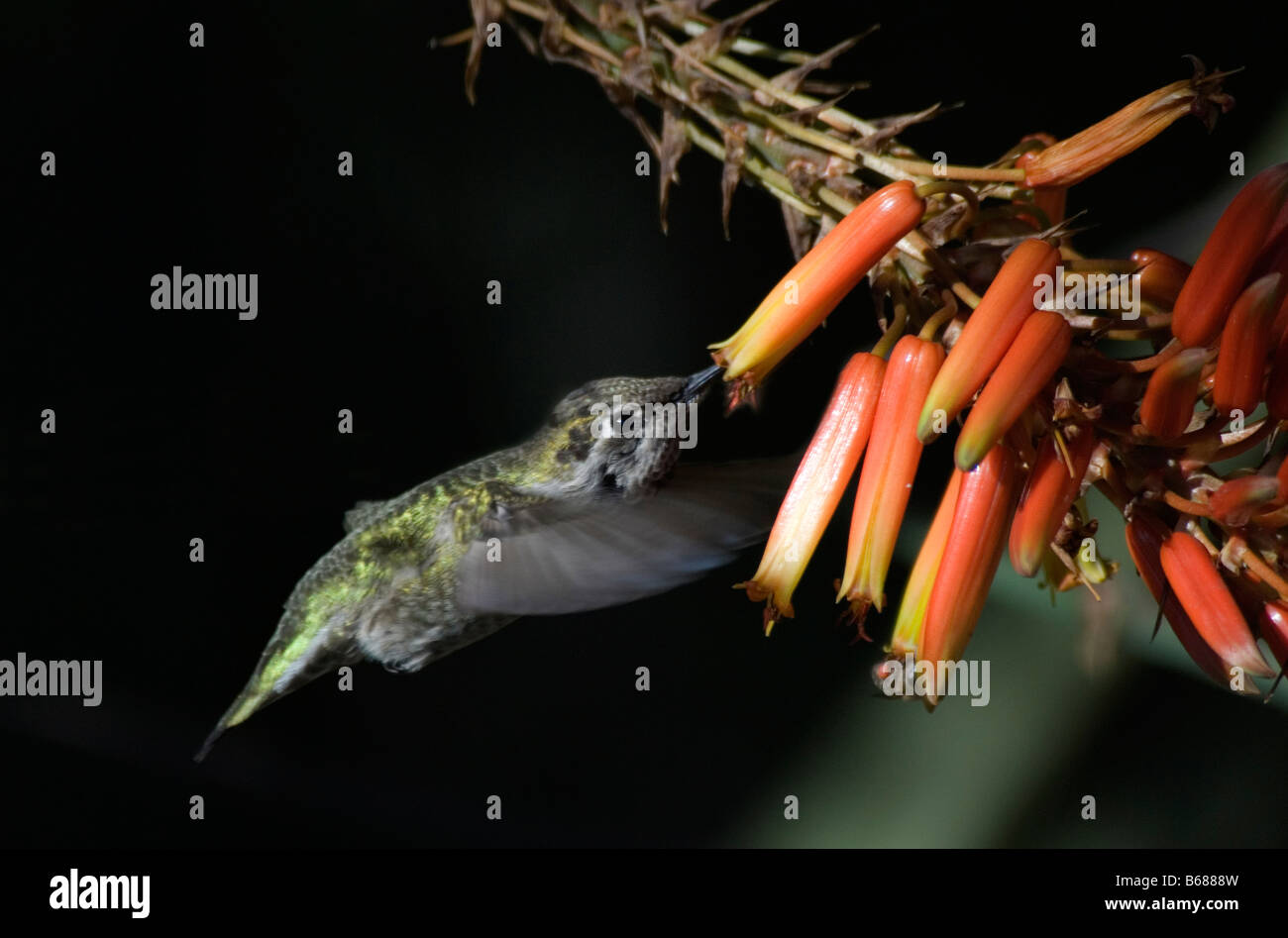 Annas Hummingbird Calypte anna Stock Photo - Alamy