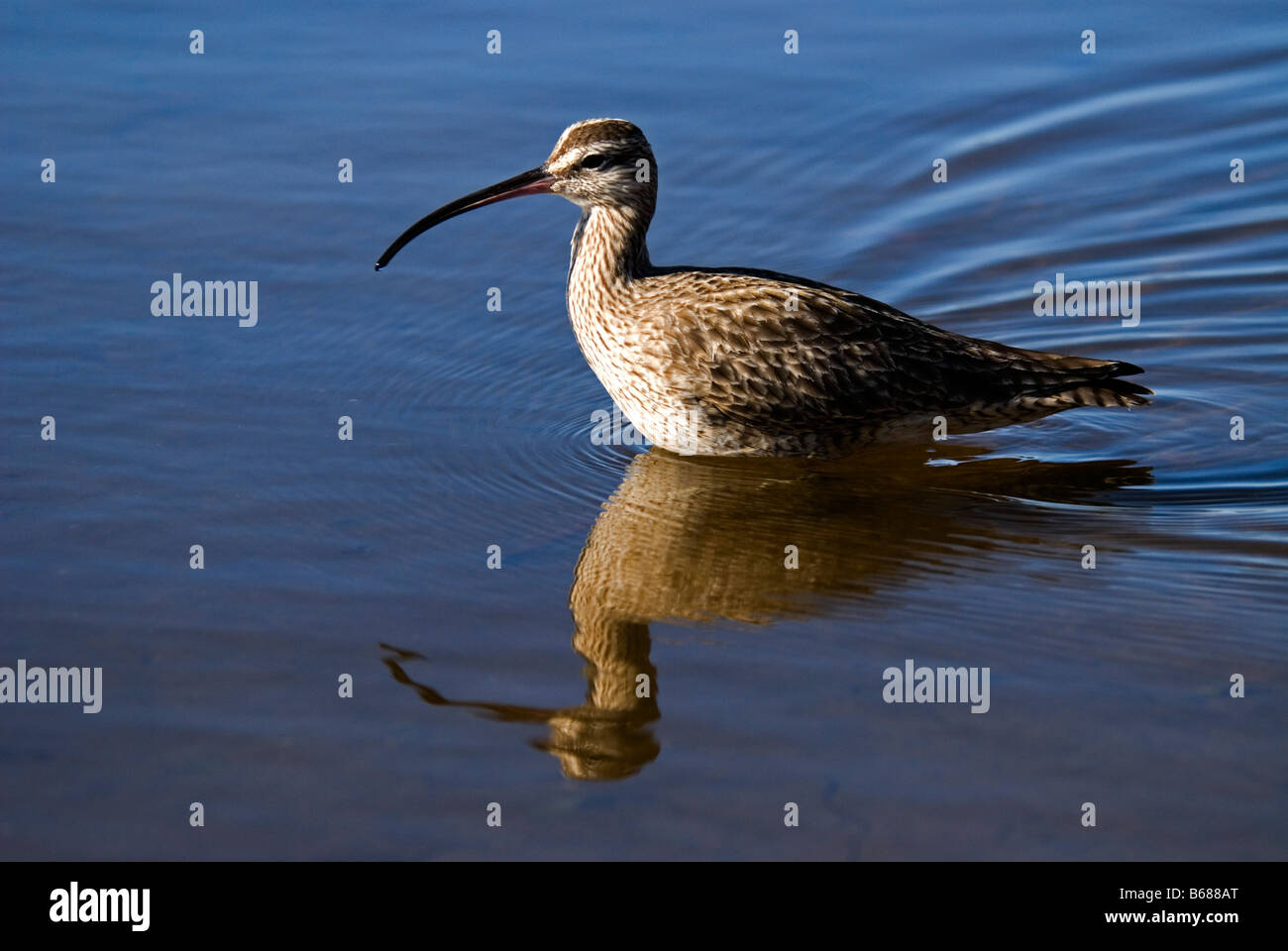 Whimbrel Numenius phaeopus Stock Photo - Alamy