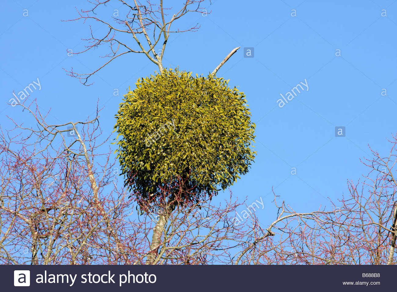 Growing Under Tree Stock Photos & Growing Under Tree Stock Images - Alamy