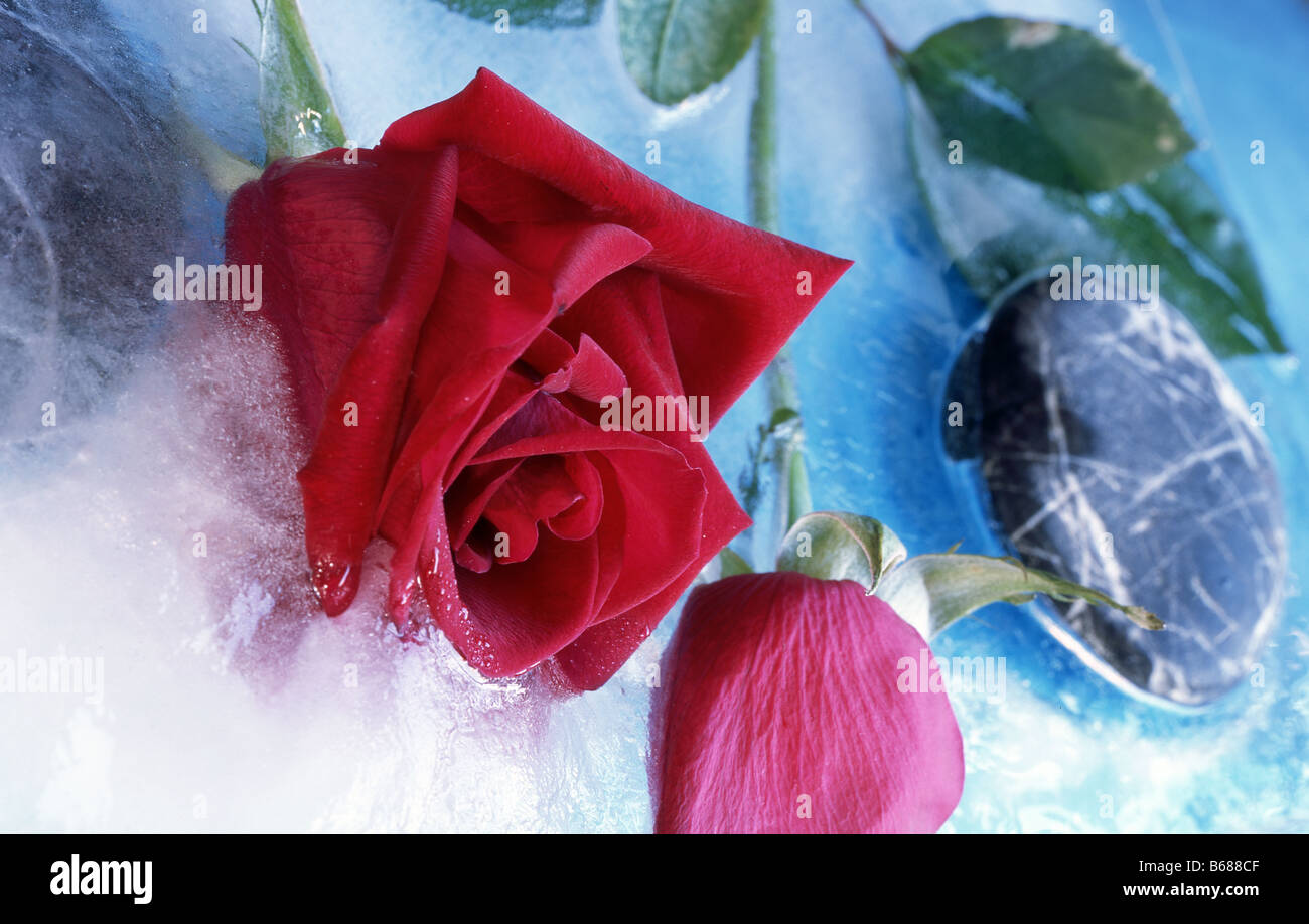 Frozen rose s in pond with stones Stock Photo - Alamy