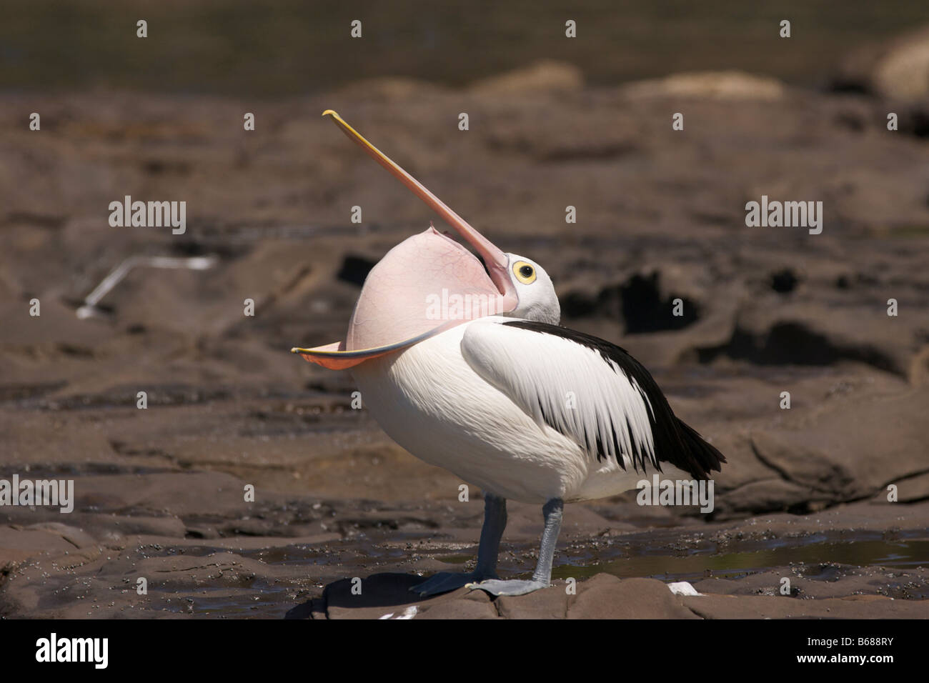 Pelican beak stretching hi-res stock photography and images - Alamy
