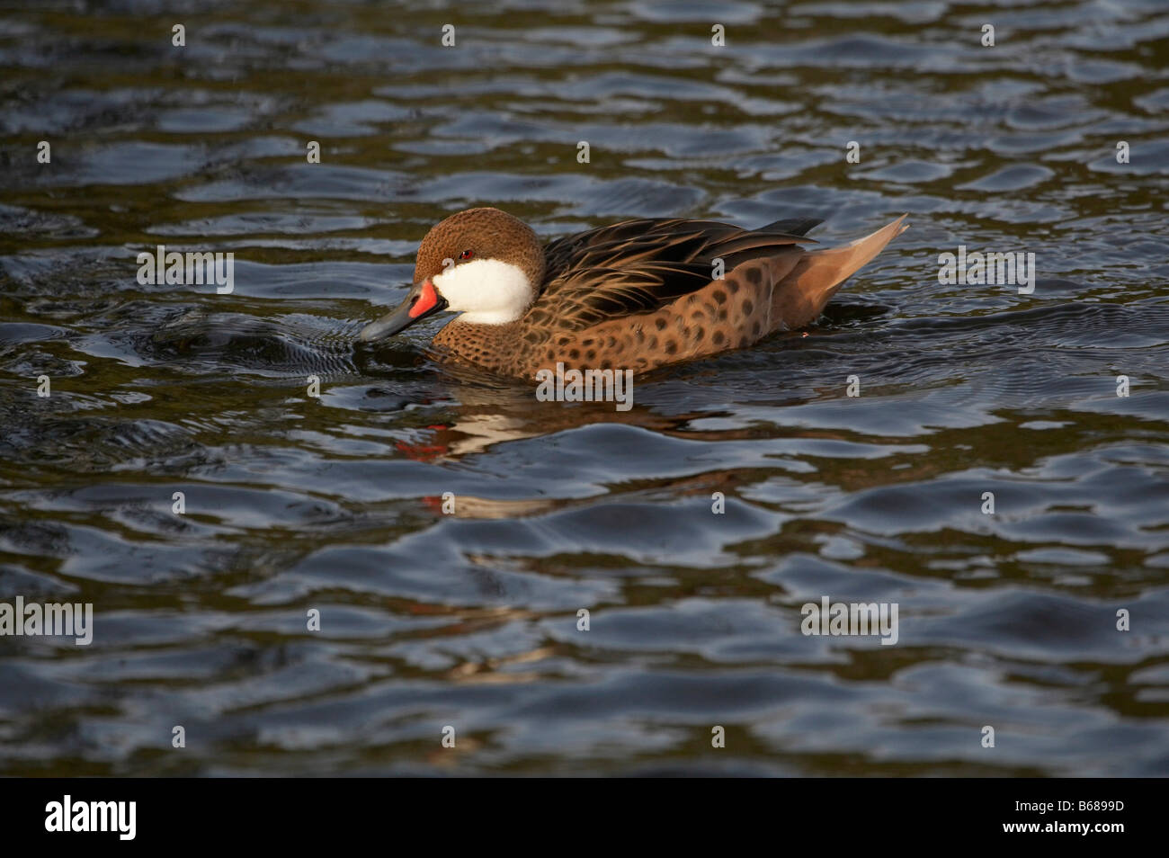 Bahama pintail duck anas bahamensis hi-res stock photography and images ...