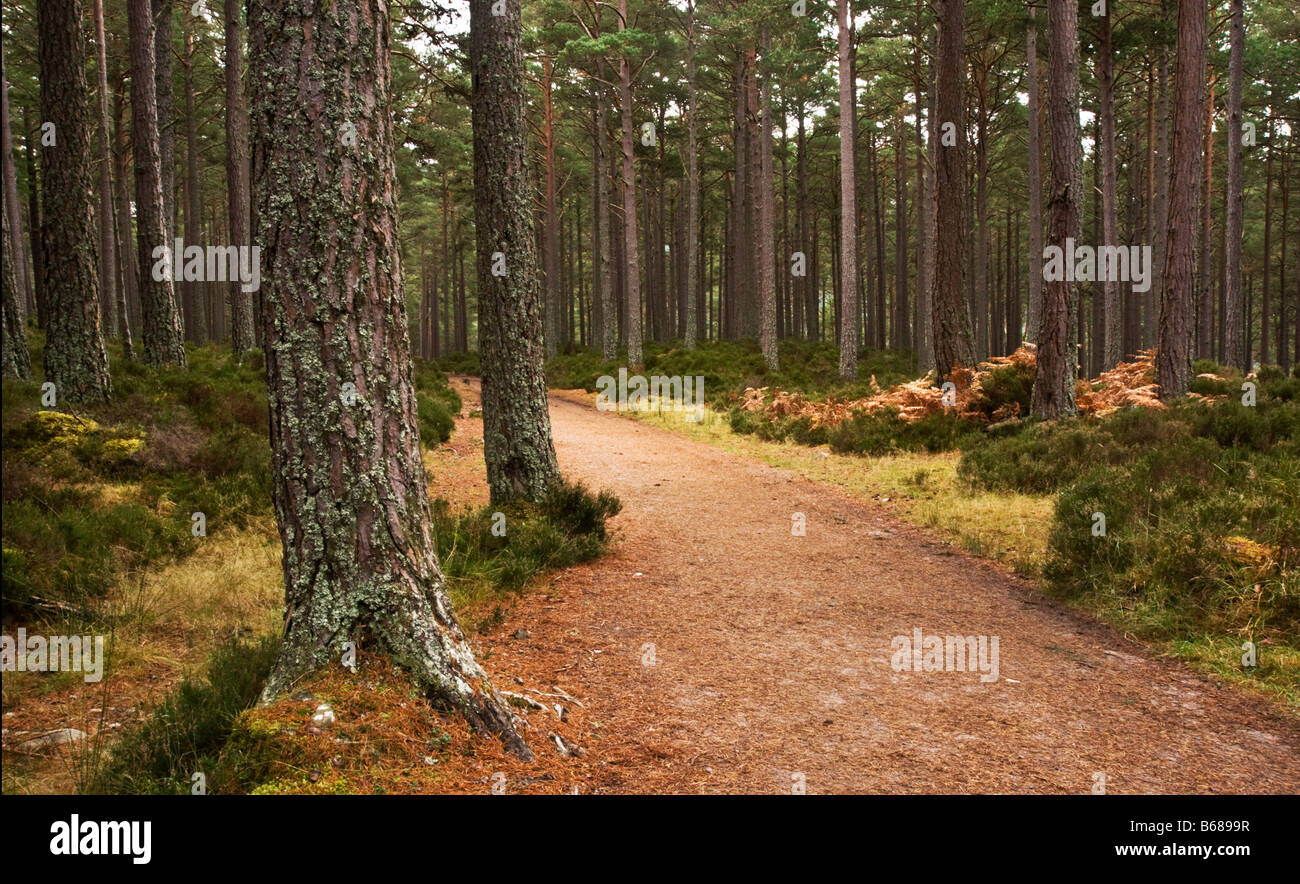 Rothiemurchus forest hi-res stock photography and images - Alamy