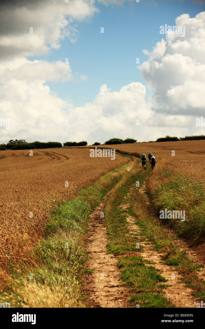 Walkers cross a field of corn using a track Stock Photo - Alamy