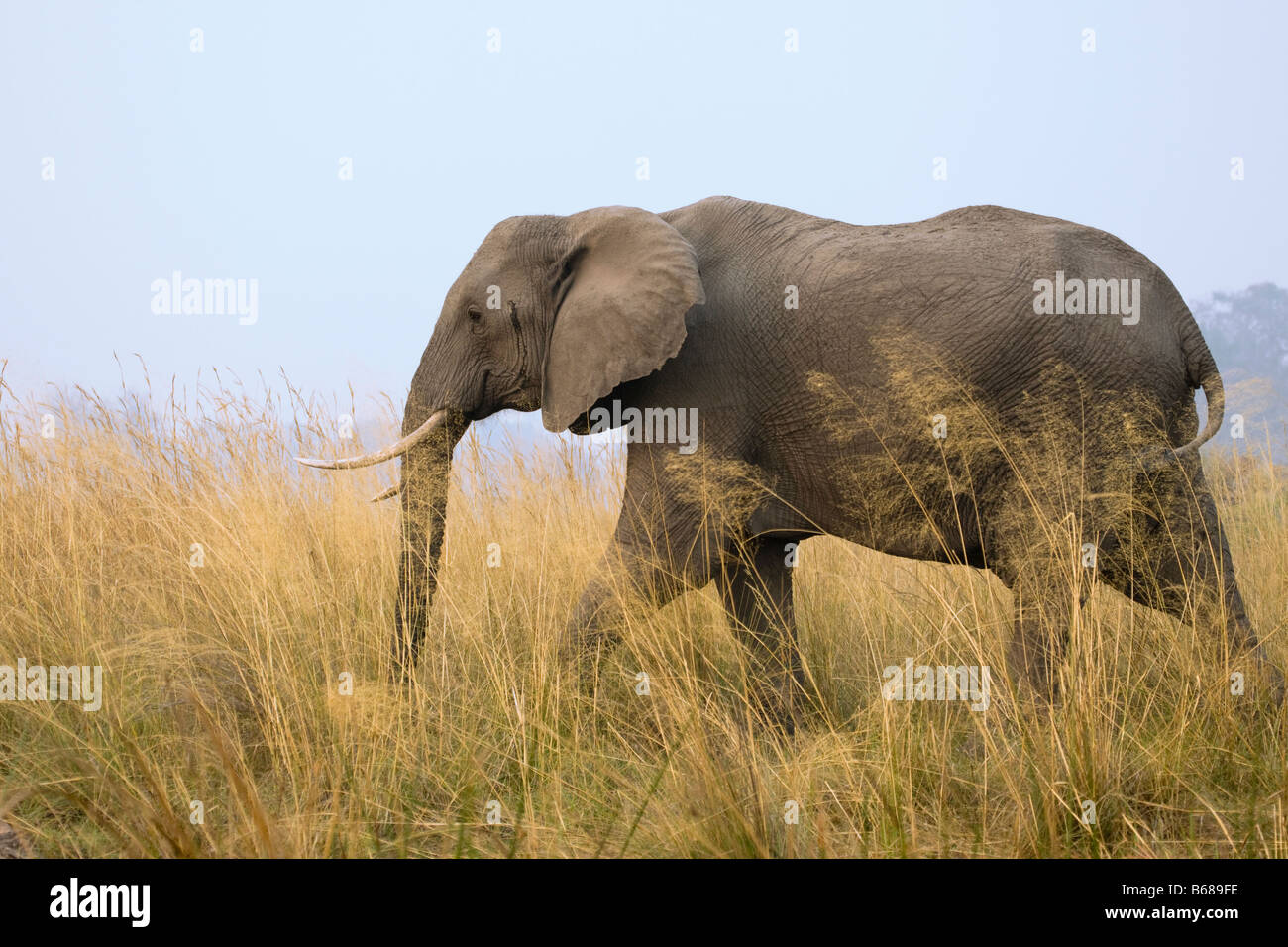 Musth hi-res stock photography and images - Alamy