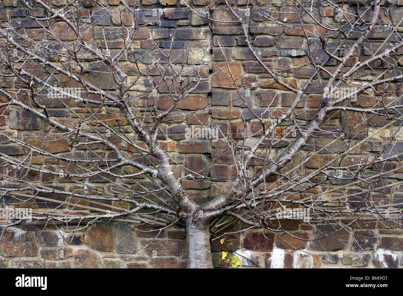 Fan trained cherry hi-res stock photography and images - Alamy