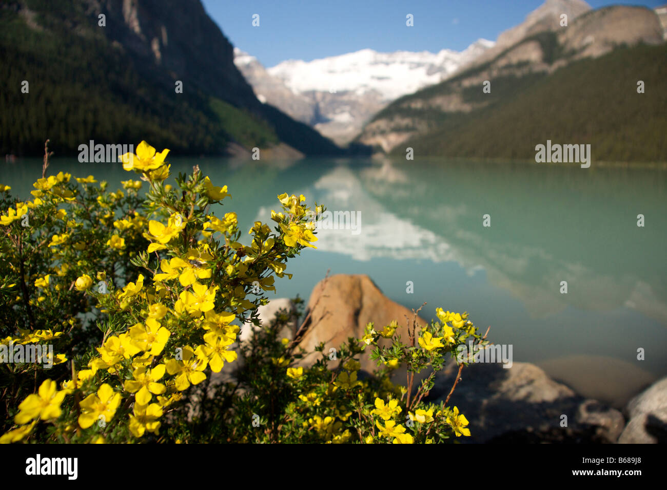 Lake Louise Wild Flowers Stock Photo - Alamy