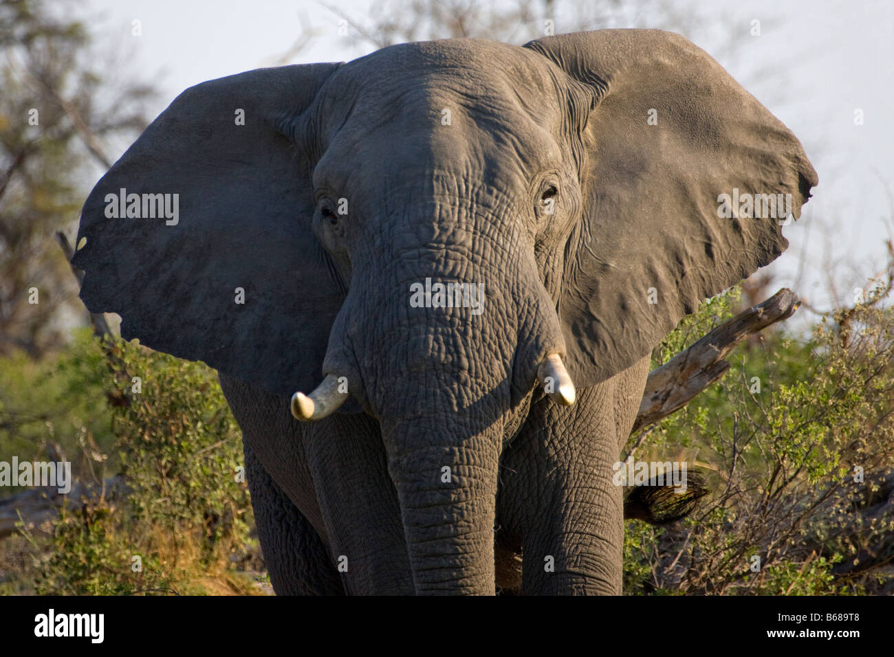 Elephant Closeup in Linyanti Swamp, Namibia Stock Photo - Alamy