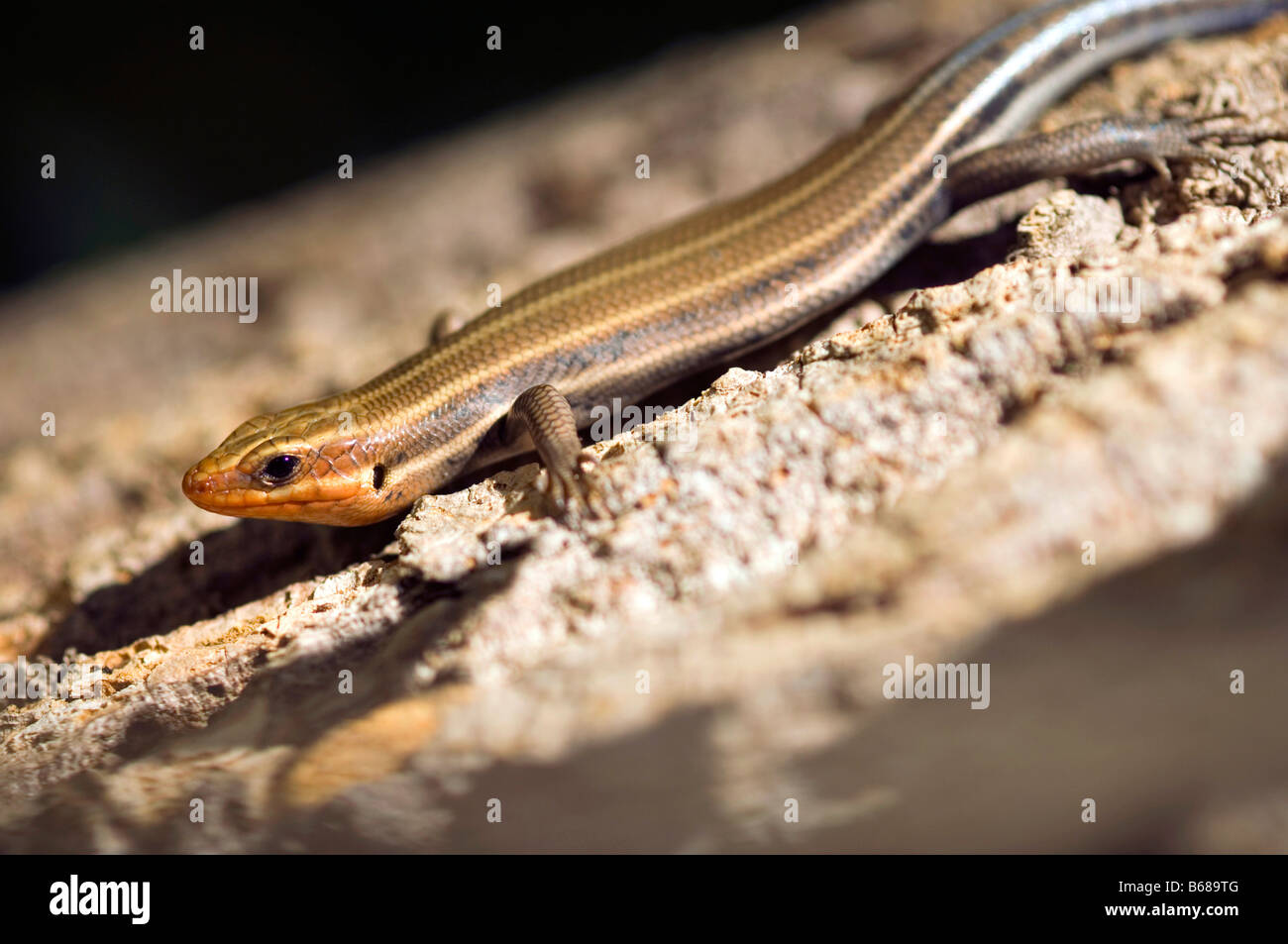 Lizard on a tree Eumeces fasciatus five lined skink Stock Photo - Alamy