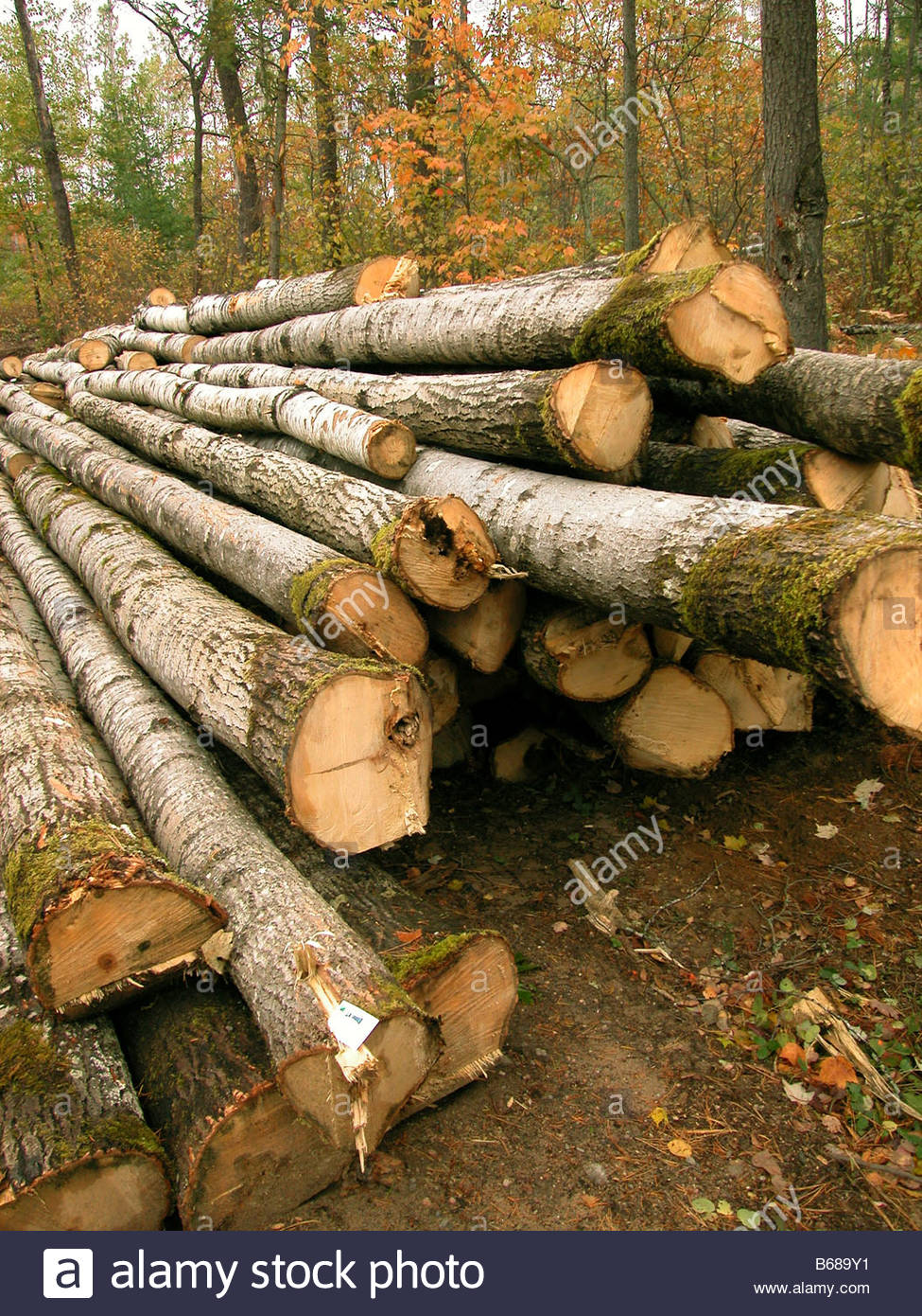 Fruitwood High Resolution Stock Photography and Images - Alamy