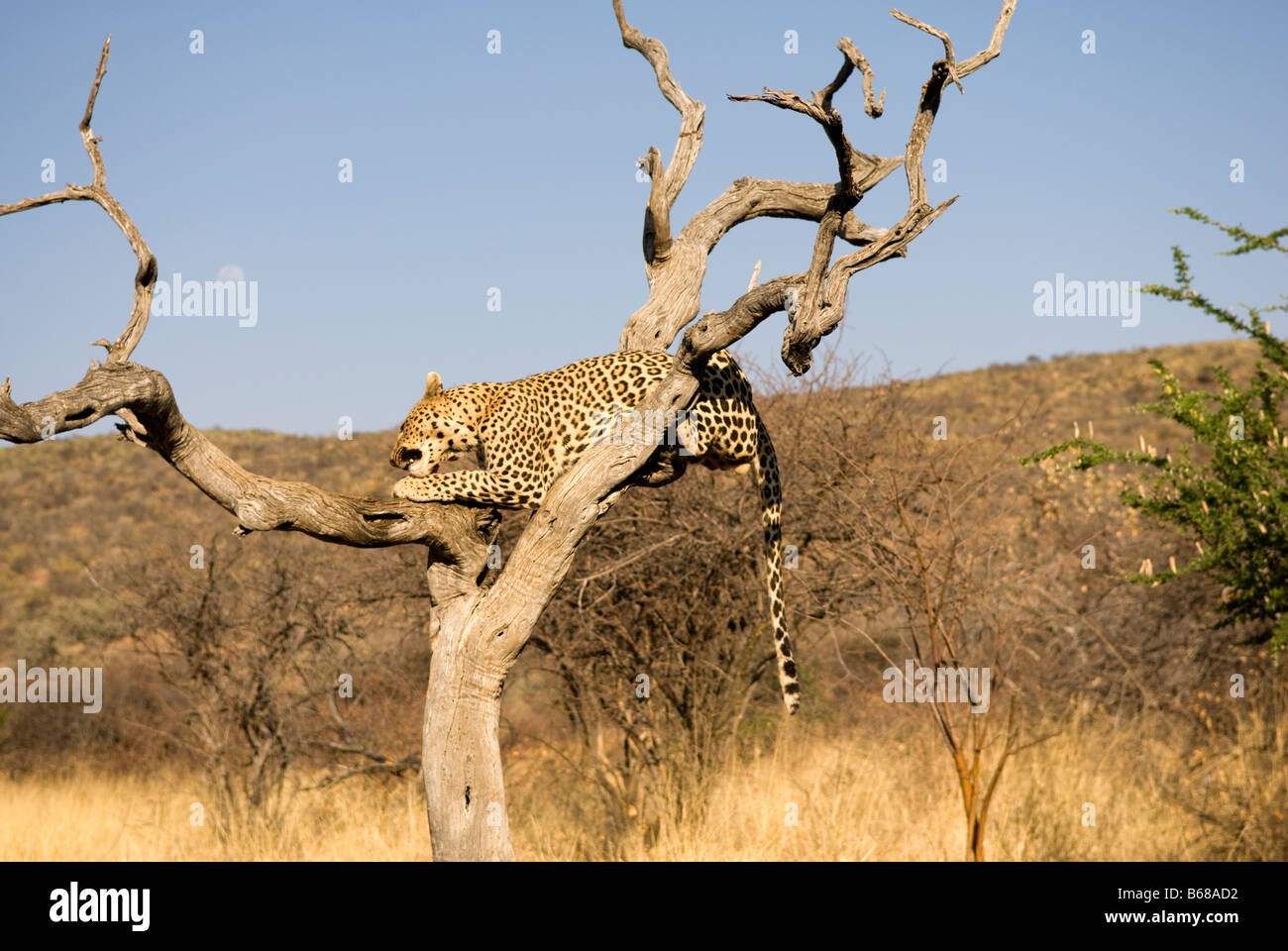 A Leopard eating meat in a tree at The Africat Foundation, Namibia ...