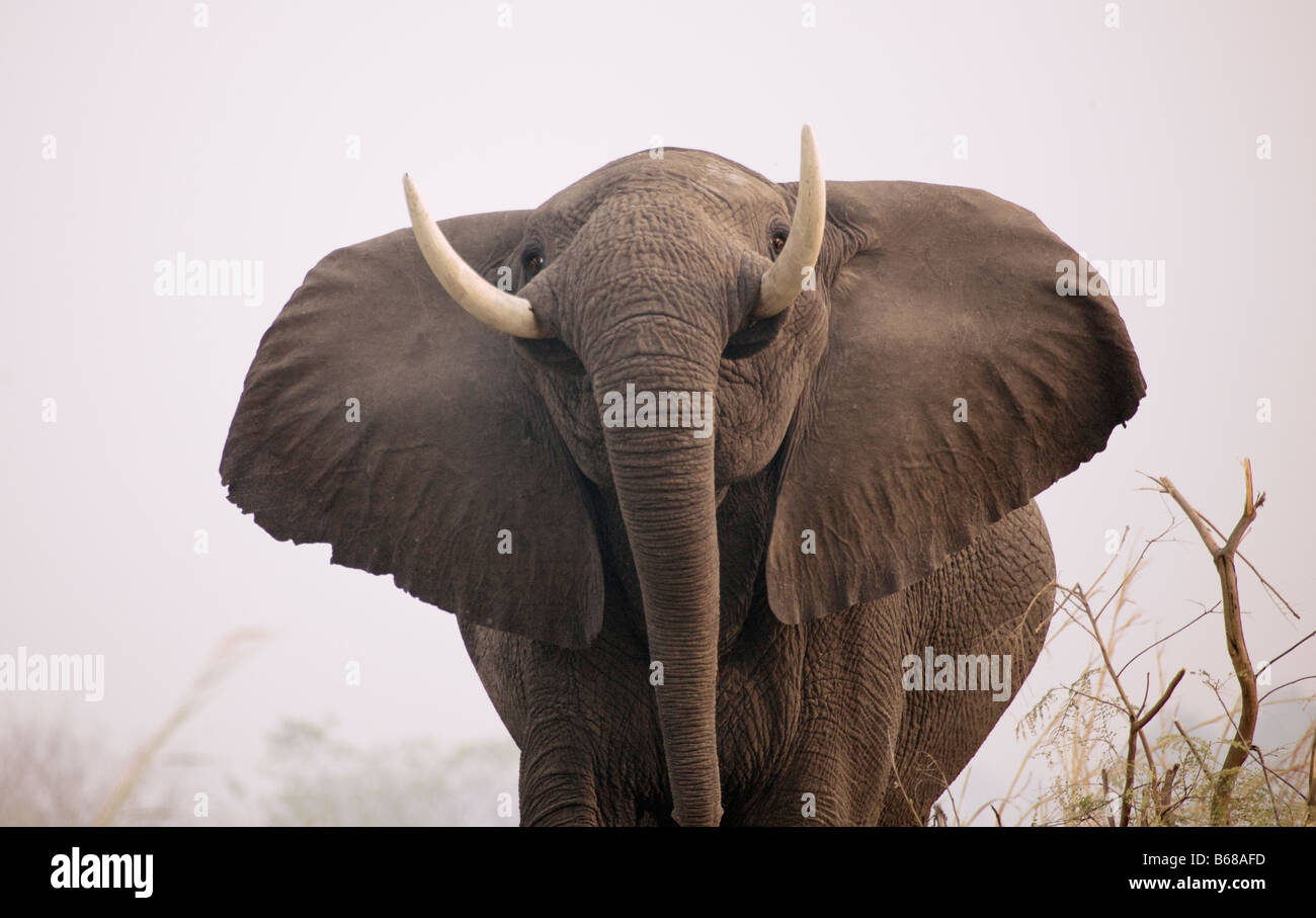 Elephant Closeup in Linyanti Swamp, Namibia Stock Photo - Alamy