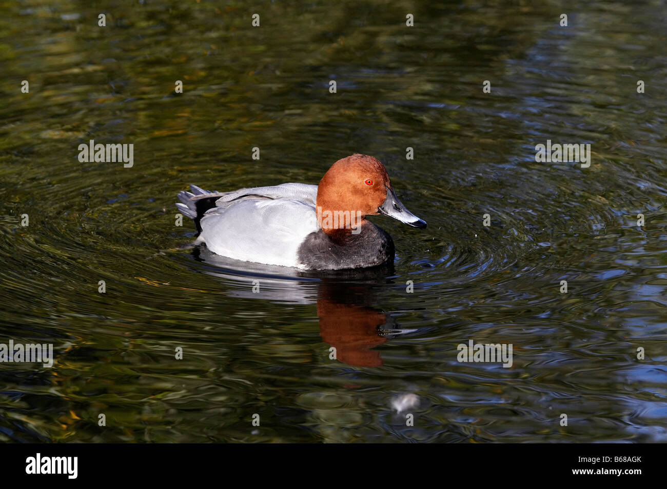 Common pochard bird hi-res stock photography and images - Alamy