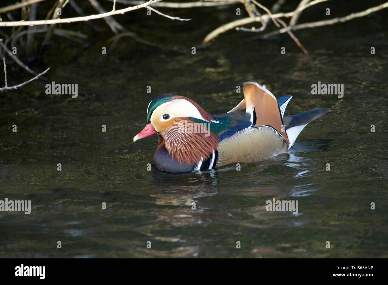 Mandarin duck male hi-res stock photography and images - Alamy