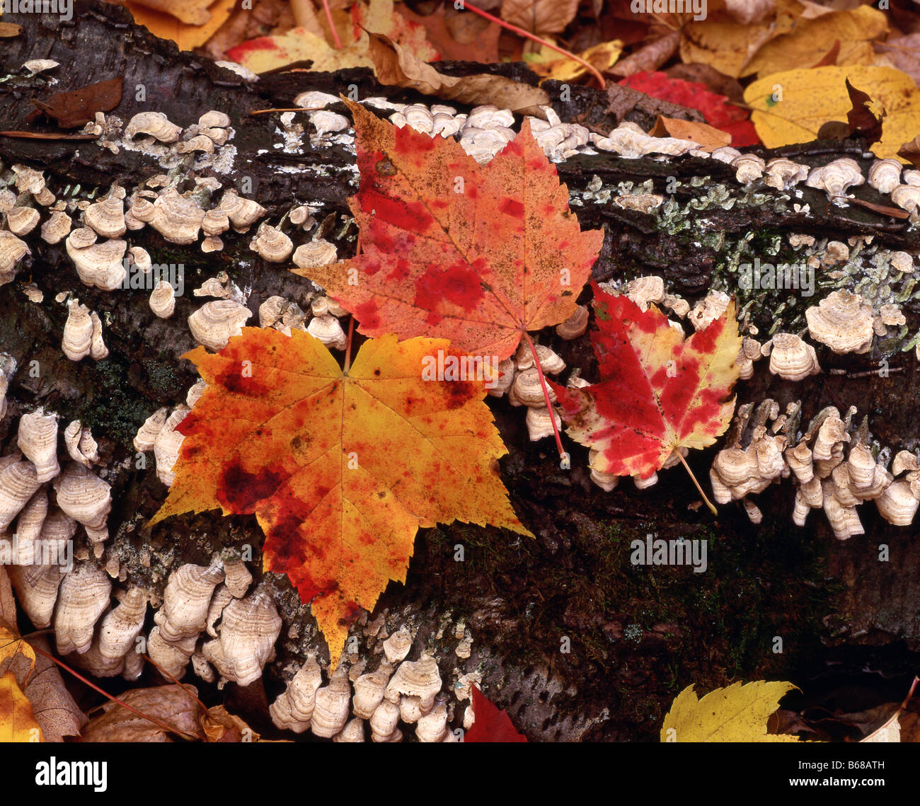 Autumn maple leaves mushroom hi-res stock photography and images - Alamy