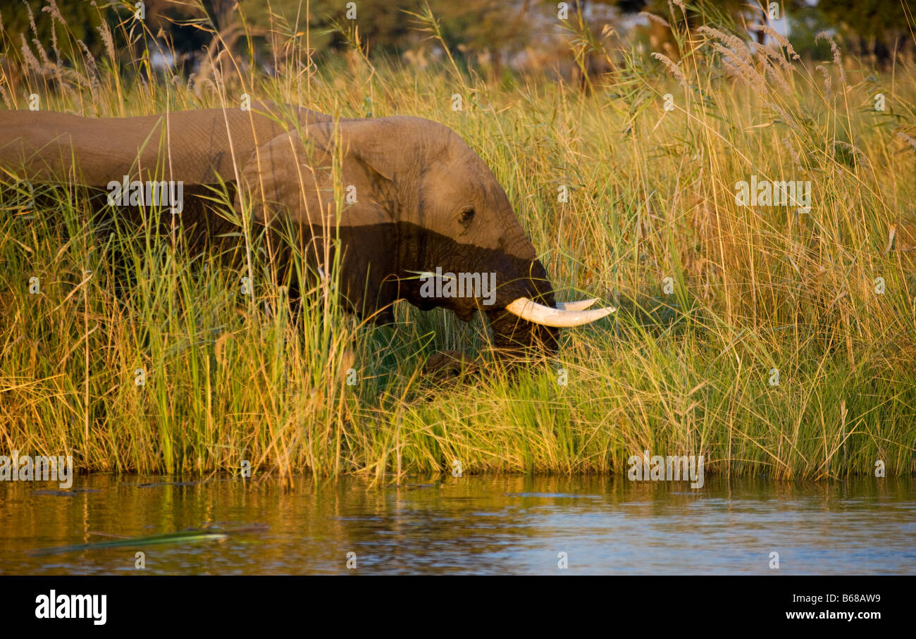 Young Elephant in the Reeds of Linyanti Swamp, Namibia Stock Photo - Alamy