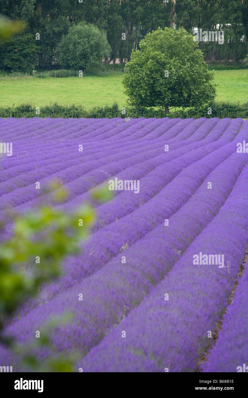 Lavender field Shoreham Darent Valley Kent England Stock Photo - Alamy