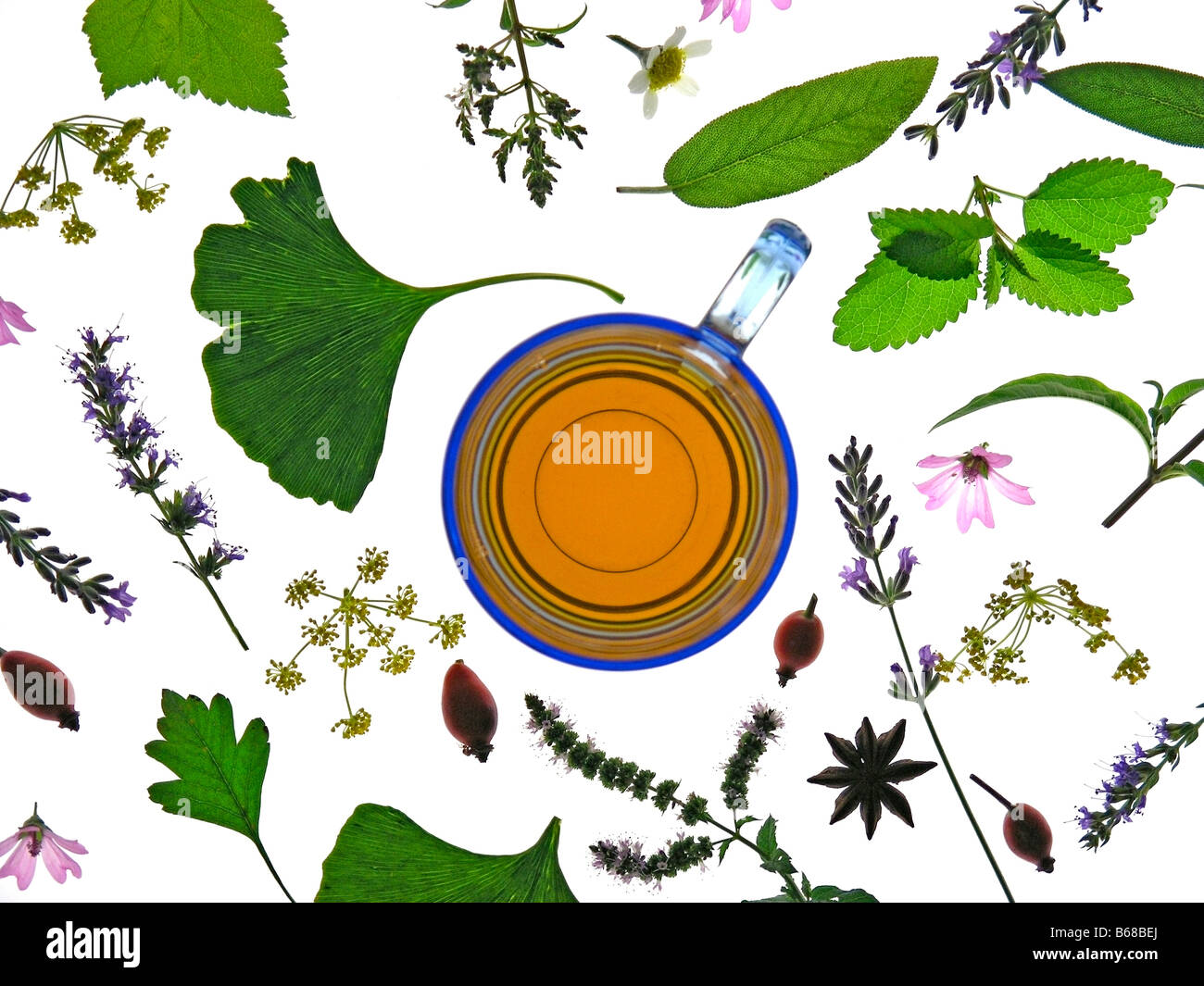 Infusion of melissa officinalis hi-res stock photography and images - Alamy