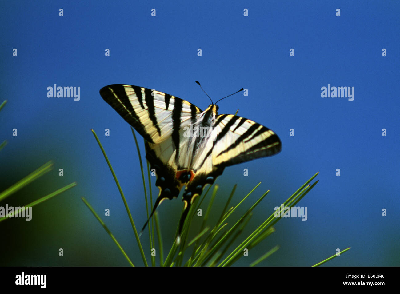 Swallowtail butterfly, Zakynthos Stock Photo - Alamy