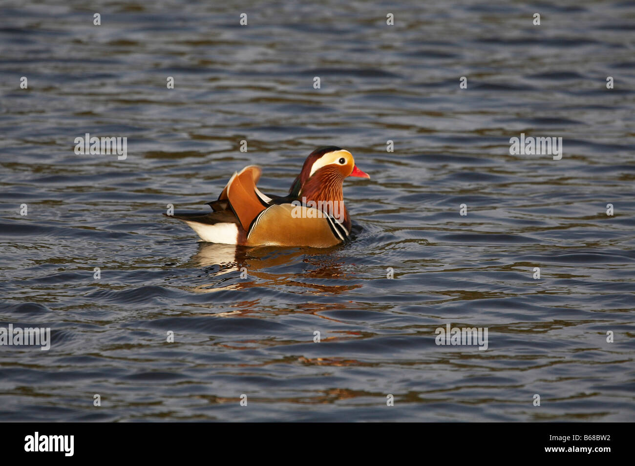 Mandarin duck male hi-res stock photography and images - Alamy