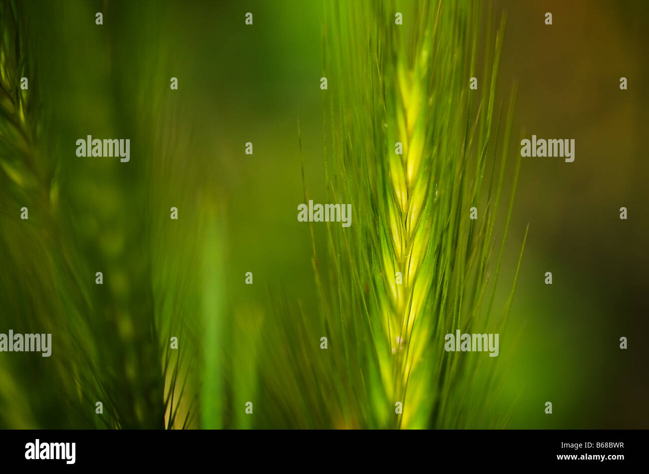 Beautiful abstract macro of a green grass , Nice natural background ...