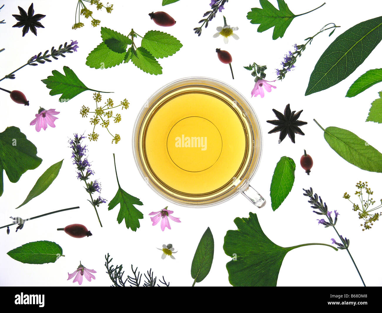 Medicinal plants infusion Stock Photo - Alamy