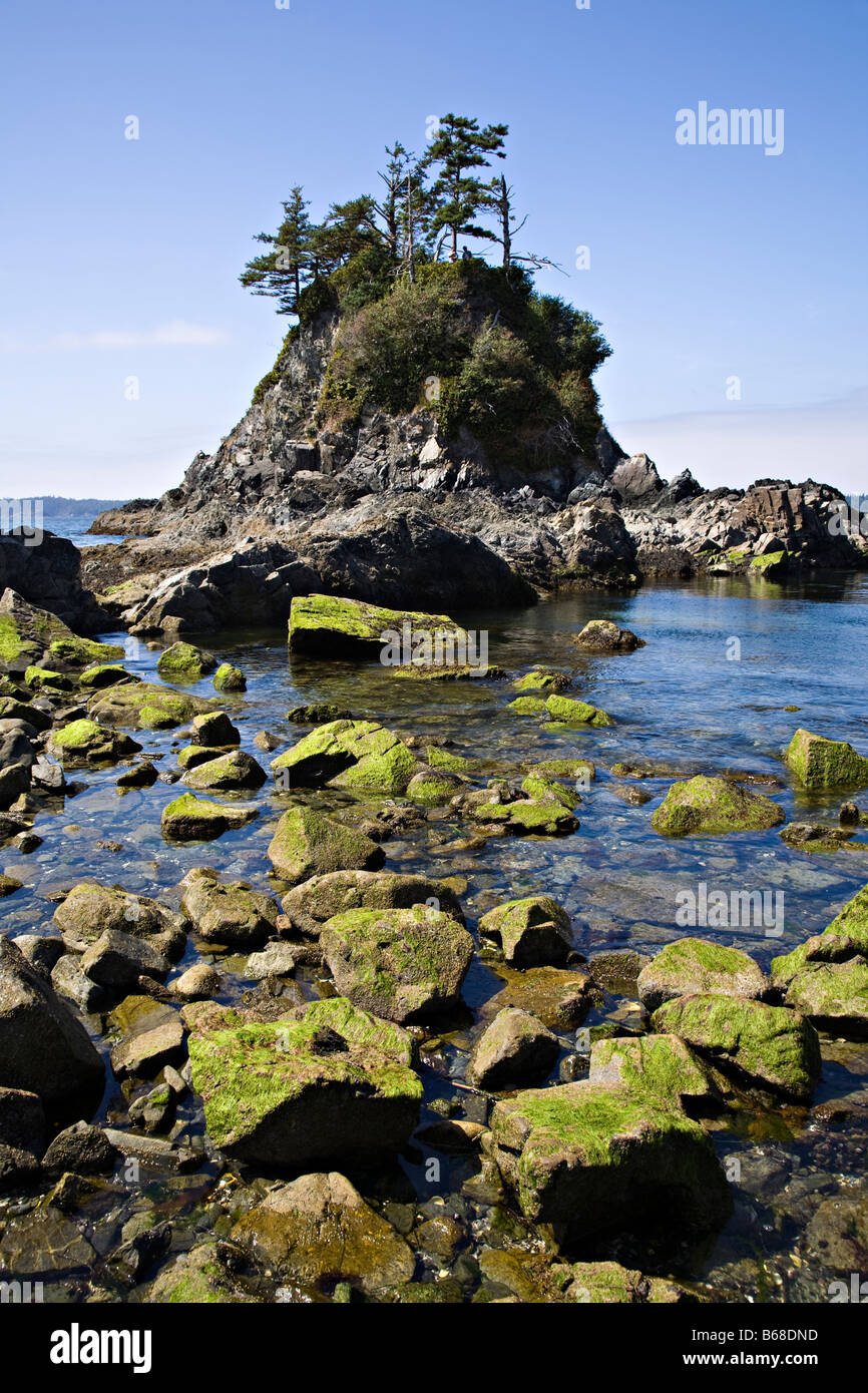Seaweed covered rocks on shore of Vancouver island British Columbia ...