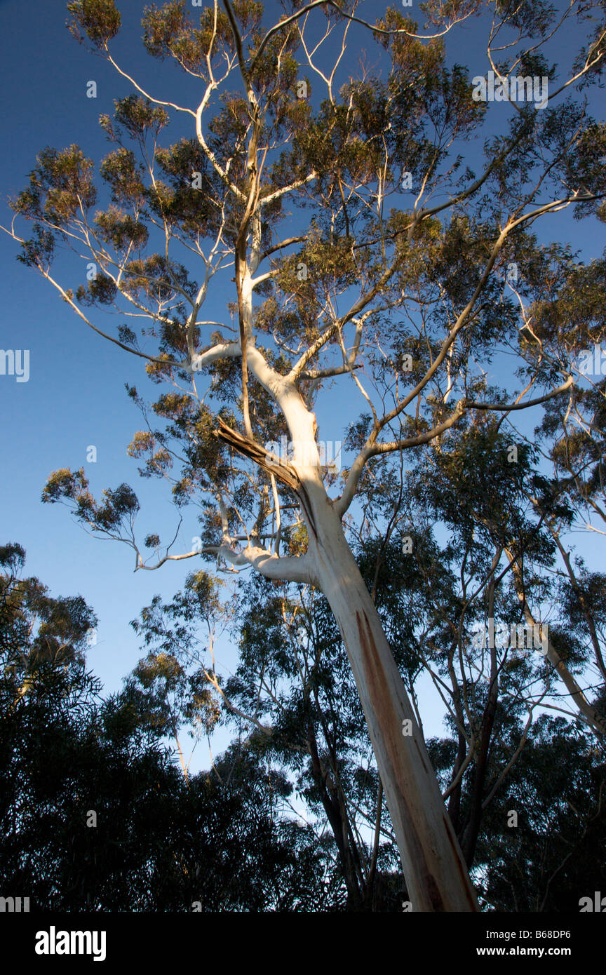 Gum Tree in the Blue Mountains Stock Photo - Alamy